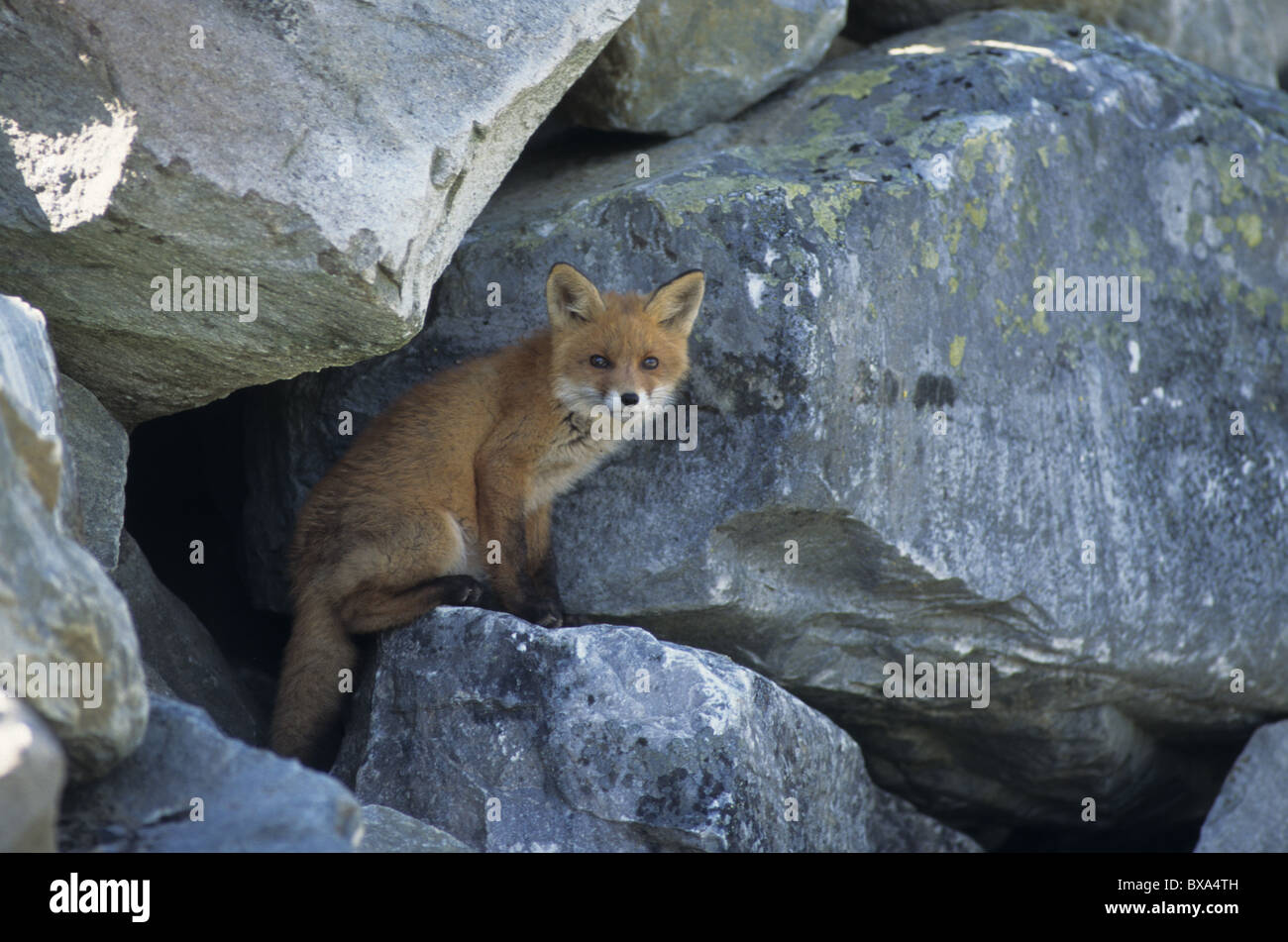 red fox, rocks, wildlife, nature, summer Stock Photo - Alamy