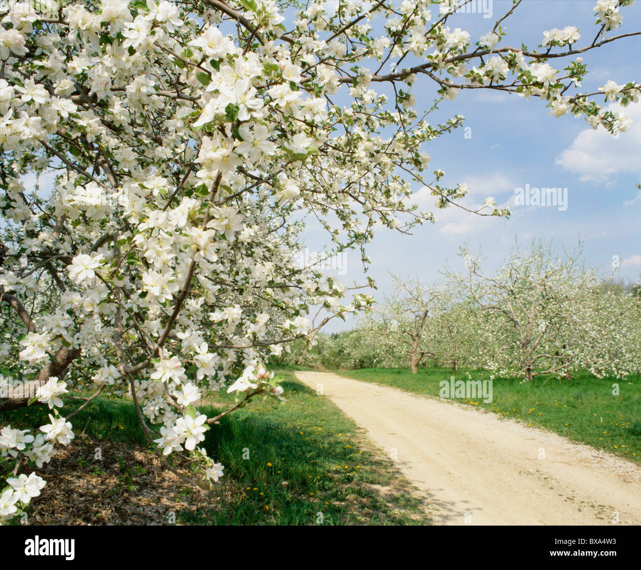 Apple blossom orchard hi-res stock photography and images - Alamy