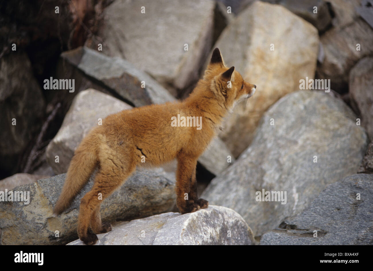 Red fox puppy, rocks, wildlife, nature Stock Photo - Alamy