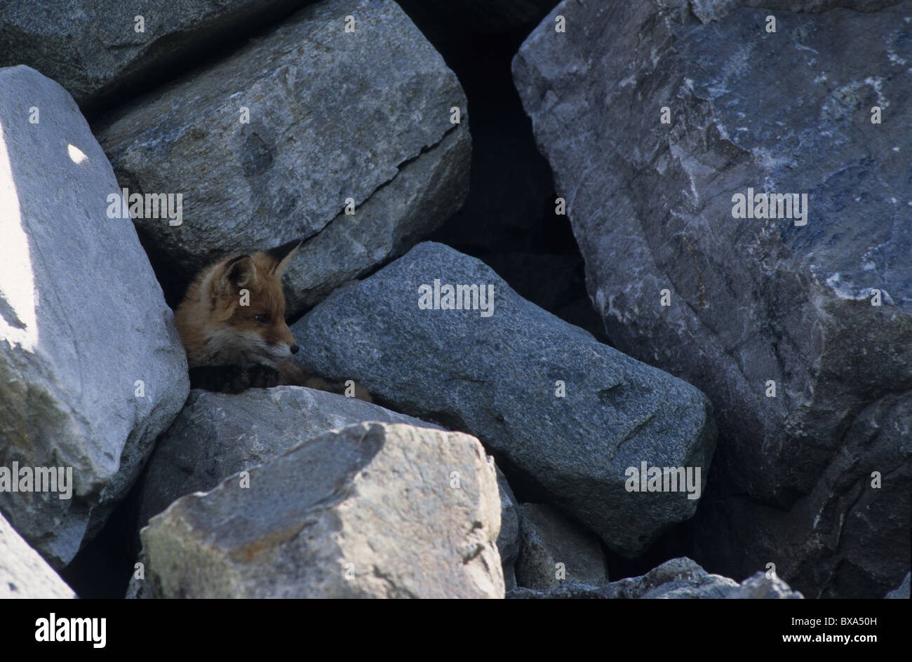 Red fox puppy, rocks, wildlife, nature Stock Photo - Alamy