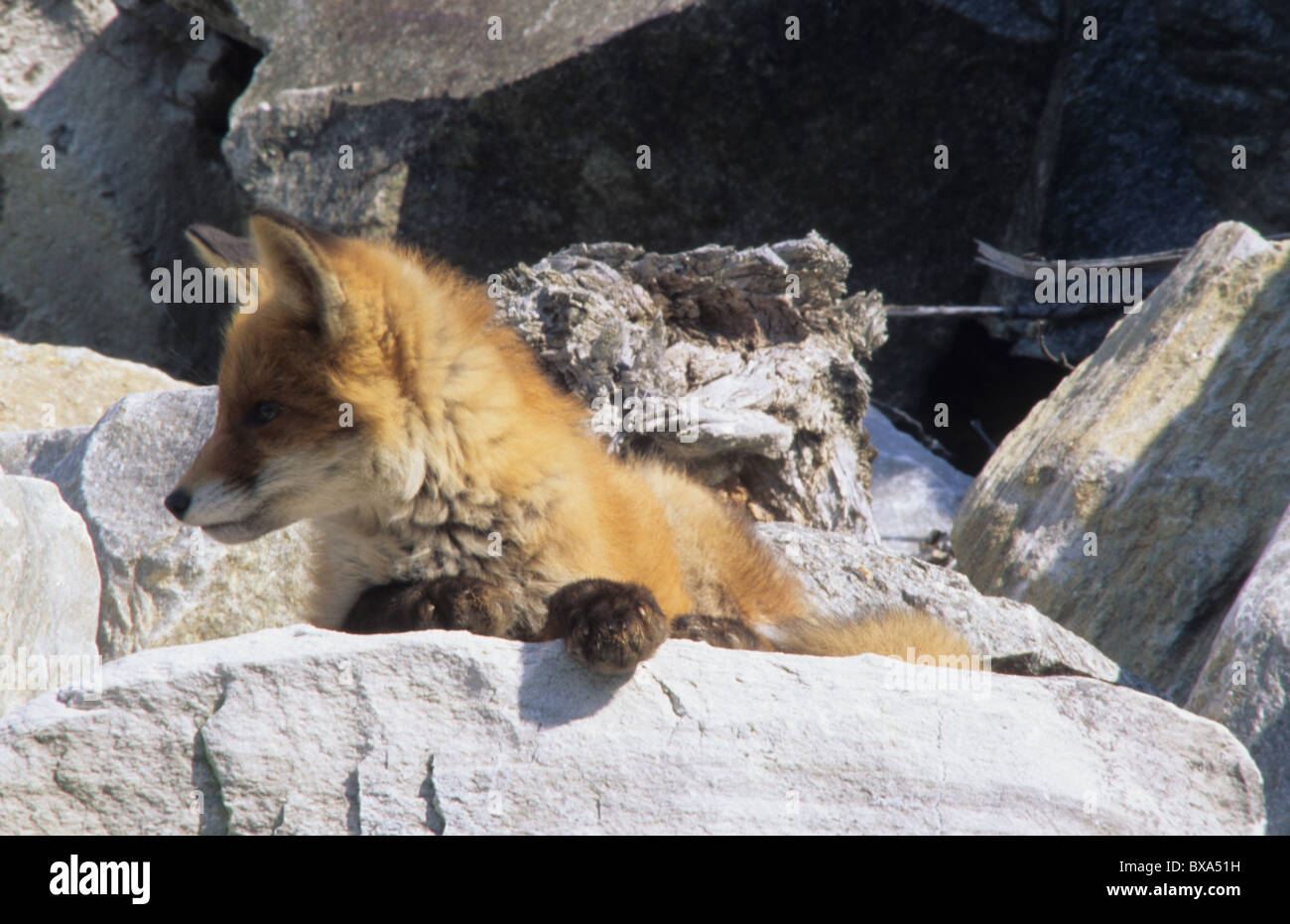 Red fox puppy, rocks, wildlife, nature Stock Photo - Alamy