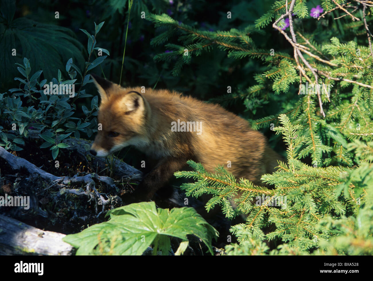 Red fox puppet, wildlife Stock Photo - Alamy