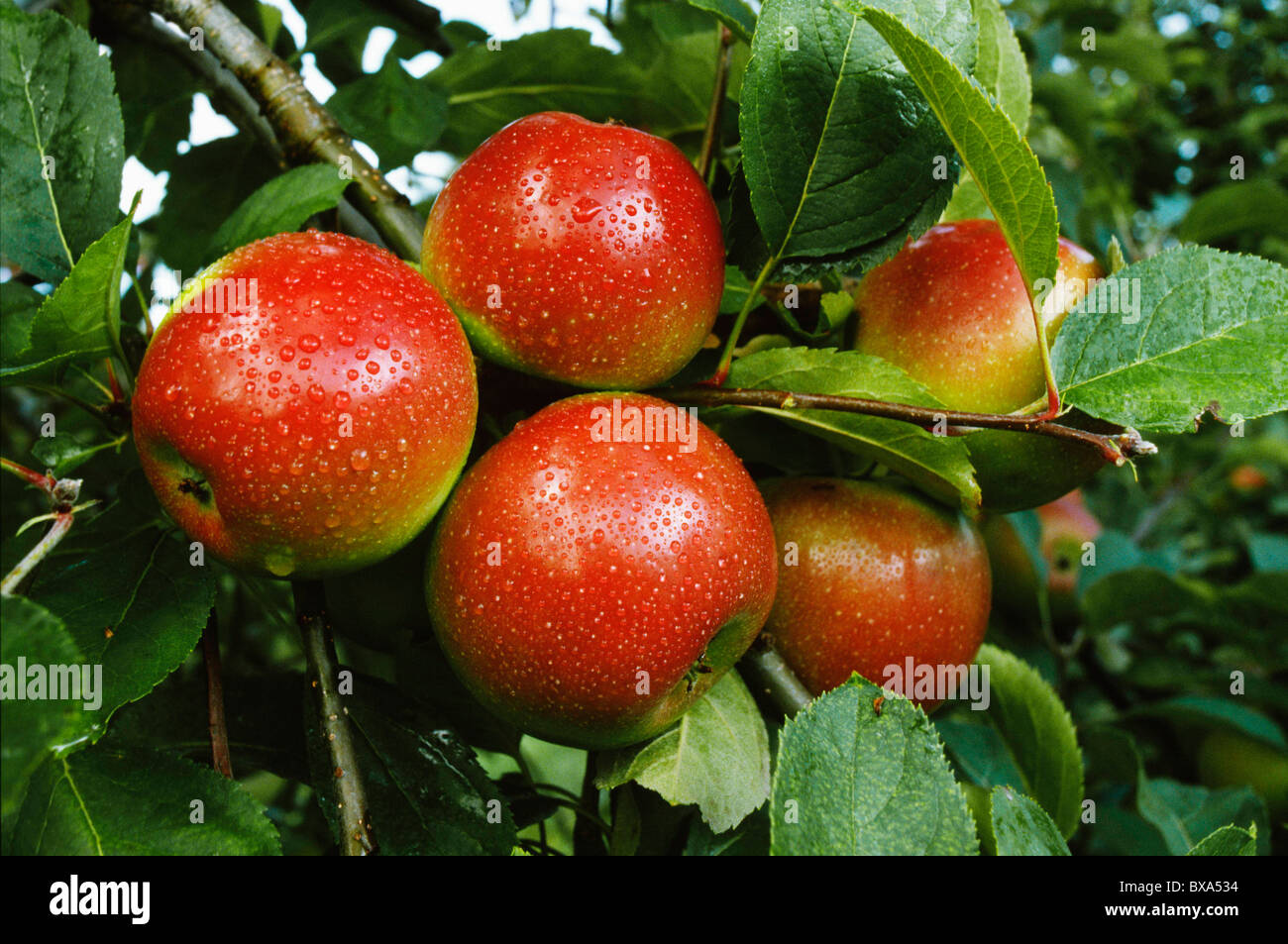 Rome apple tree hi-res stock photography and images - Alamy