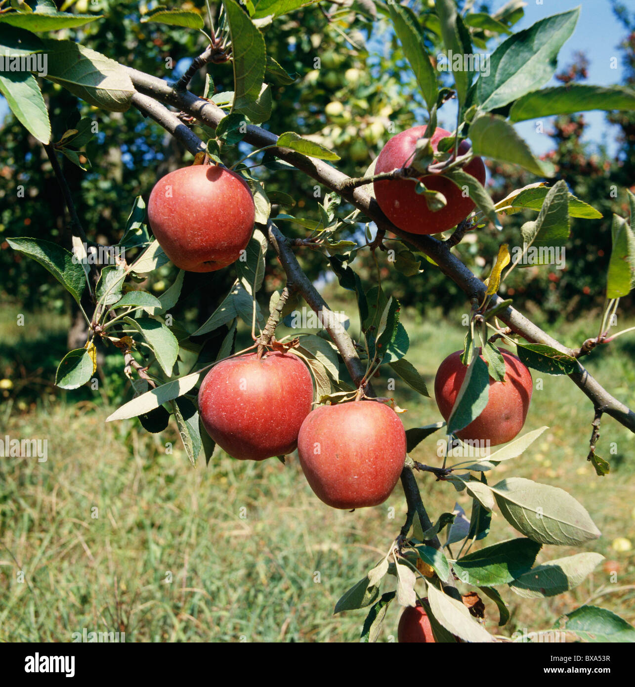 CLUSTER OF FIVE APPLES OF A STEM ON THE TREE VARIETY. HAZEL CREEK ...