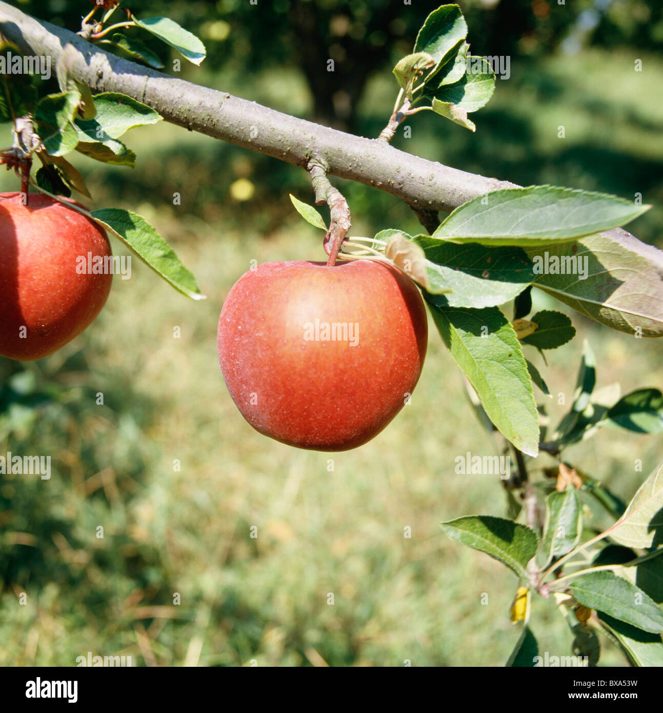 SINGLE APPLE ON A STEM ON A LIMB VARIETY. HAZEL CREEK ORCHARD. HAZEL ...