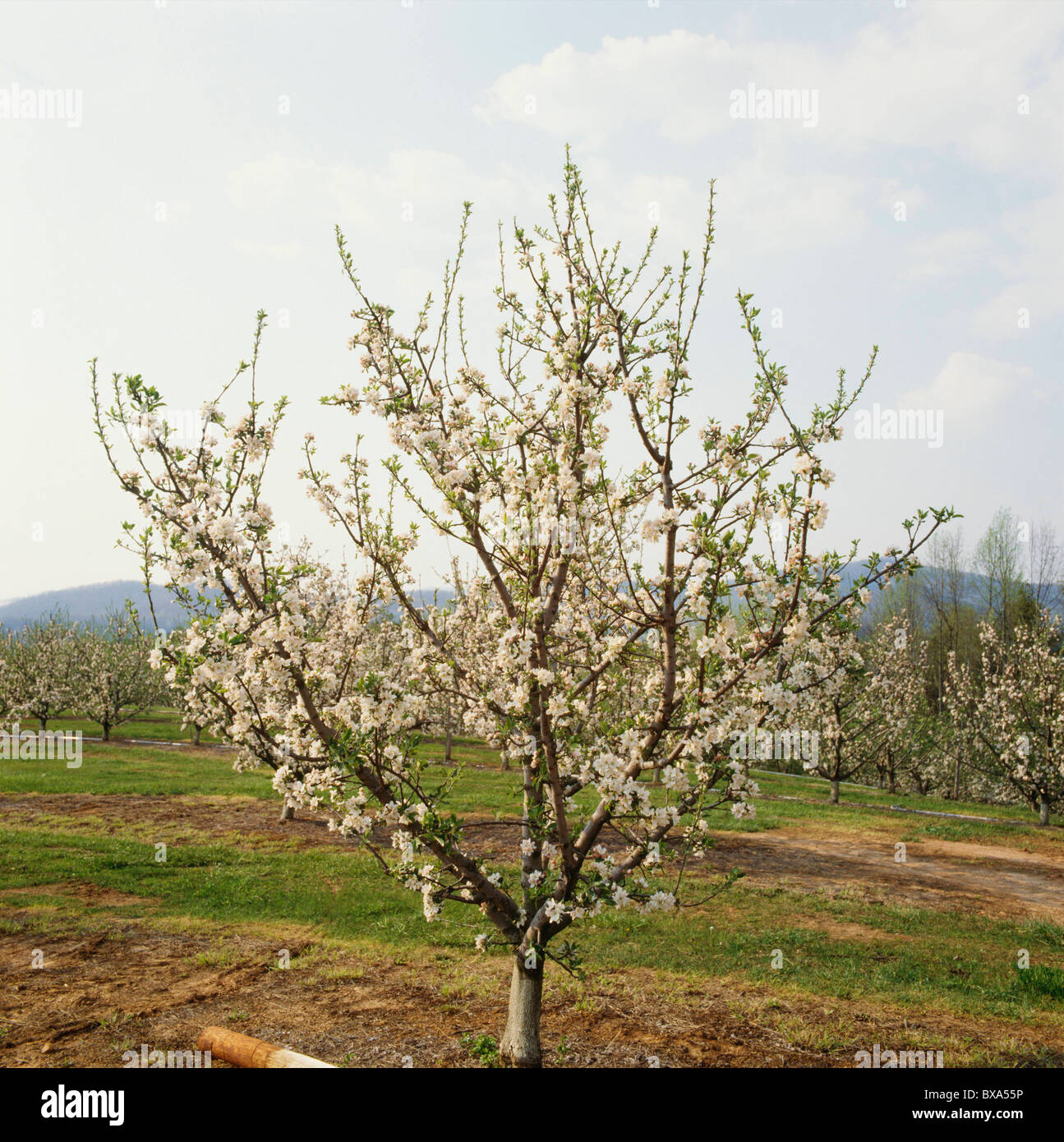 Georgia apple orchard hi-res stock photography and images - Alamy