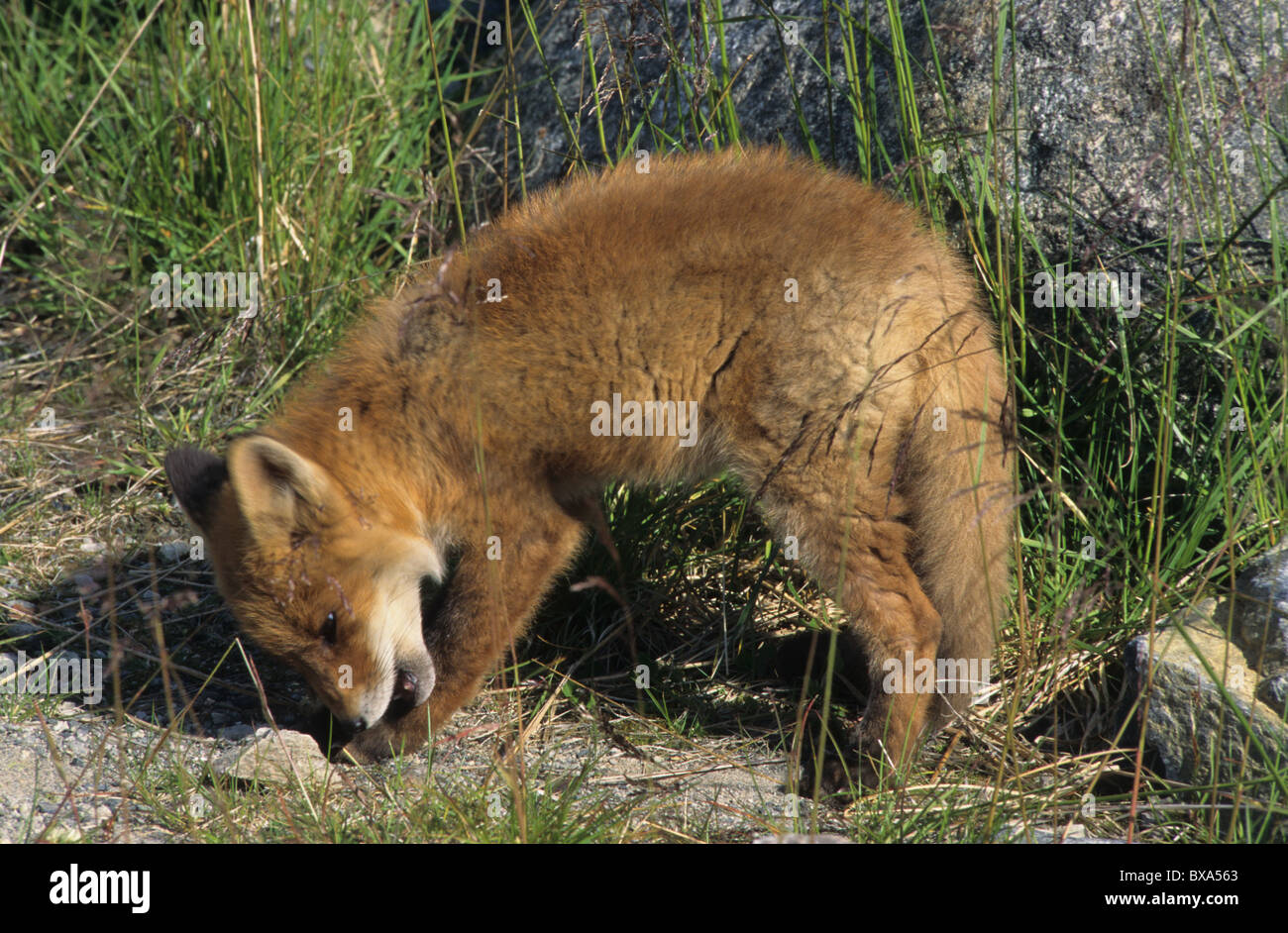 Red fox puppet, wildlife Stock Photo - Alamy