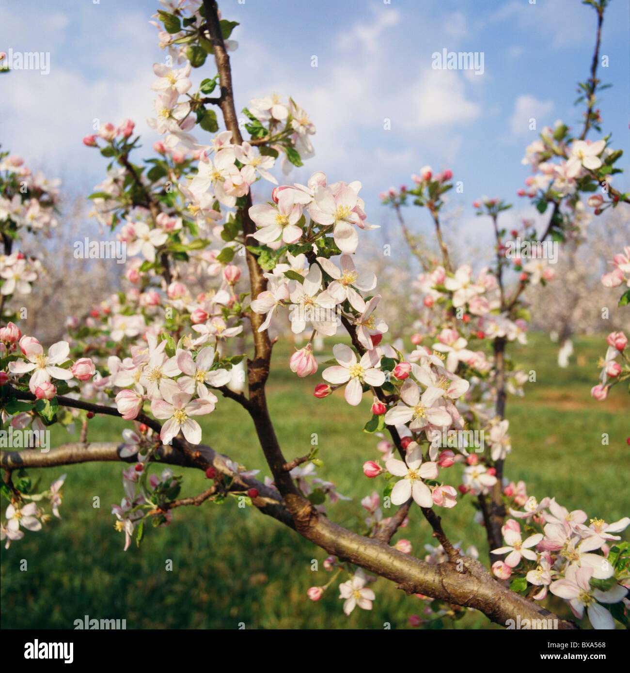 APPLE BRANCHES LOADED WITH BLOOMS. NORTHERN GEORGIA Stock Photo - Alamy