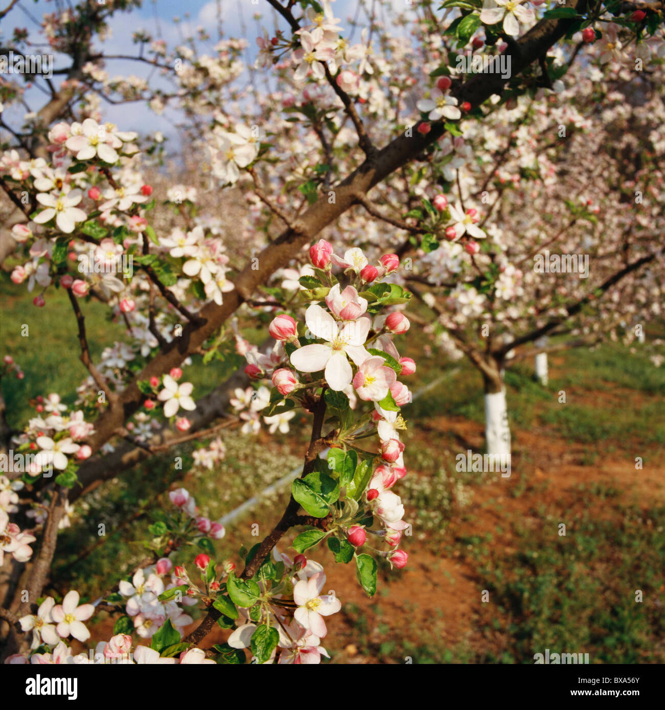 APPLE TREES IN BLOOM-KING BLOOM DORMANT IN THE CENTER. NORTHERN GEORGIA ...