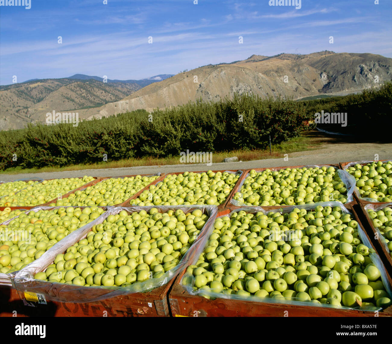 GOLDEN DELICIOUS APPLES / WASHINGTON Stock Photo - Alamy