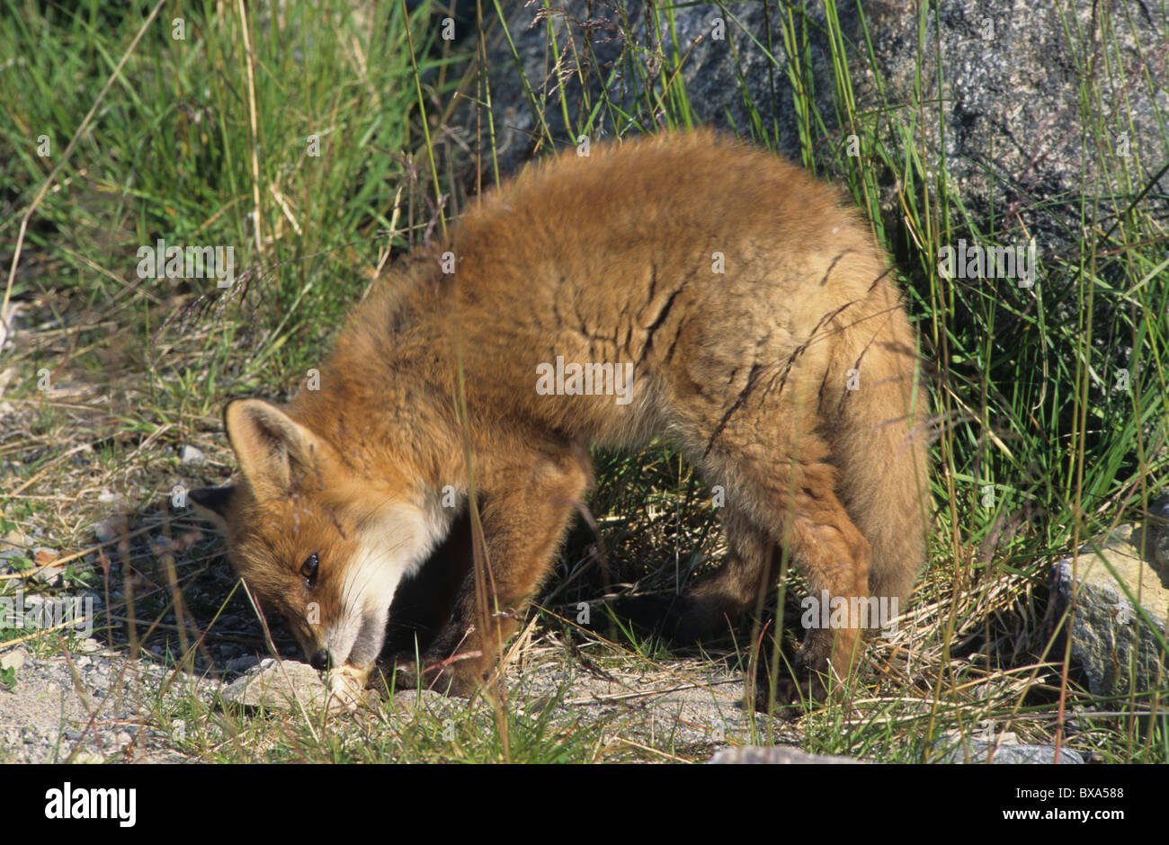 Red fox puppet, wildlife Stock Photo - Alamy