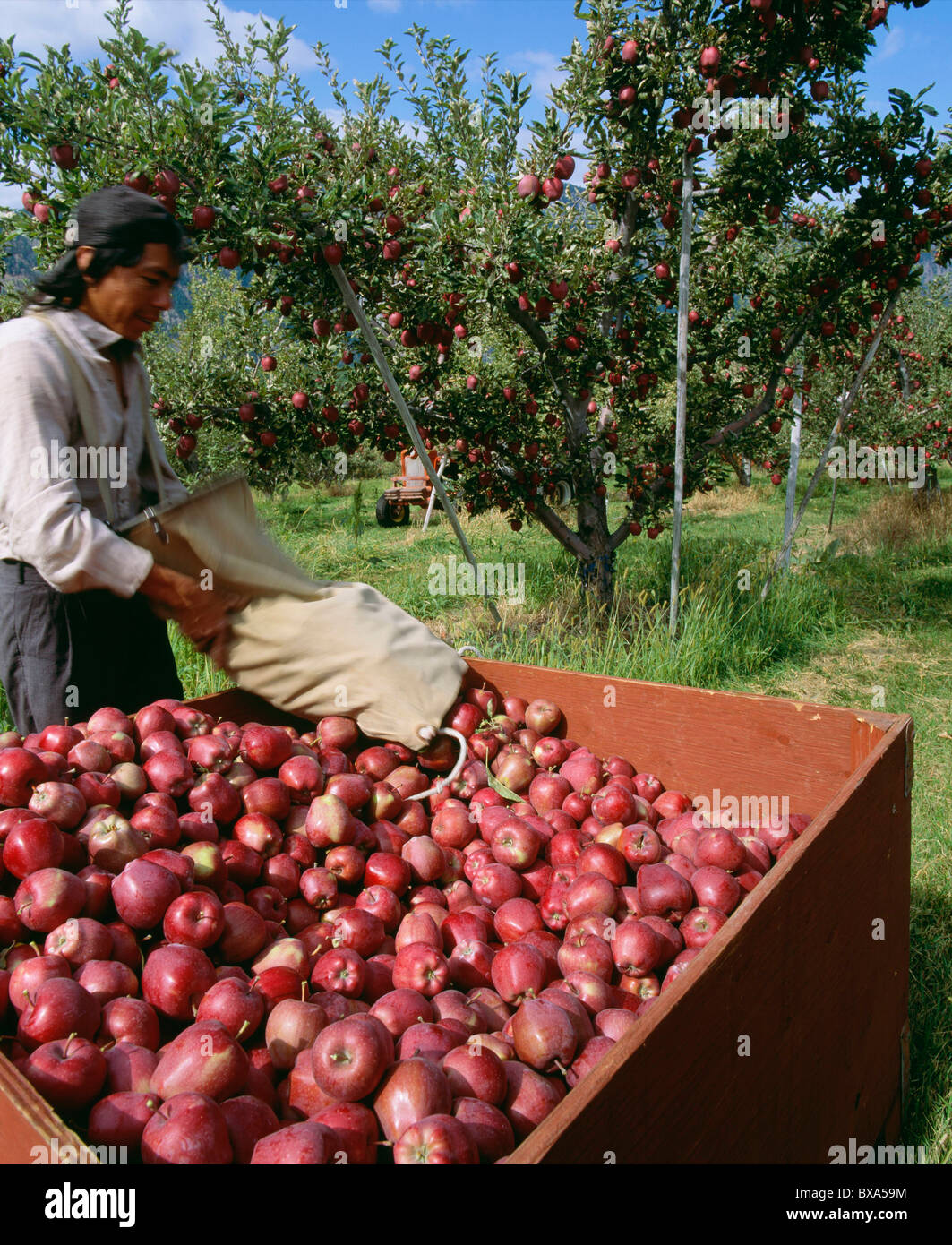 HARVESTED RED DELICIOUS APPLES MANSON, WASHINGTON Stock Photo - Alamy