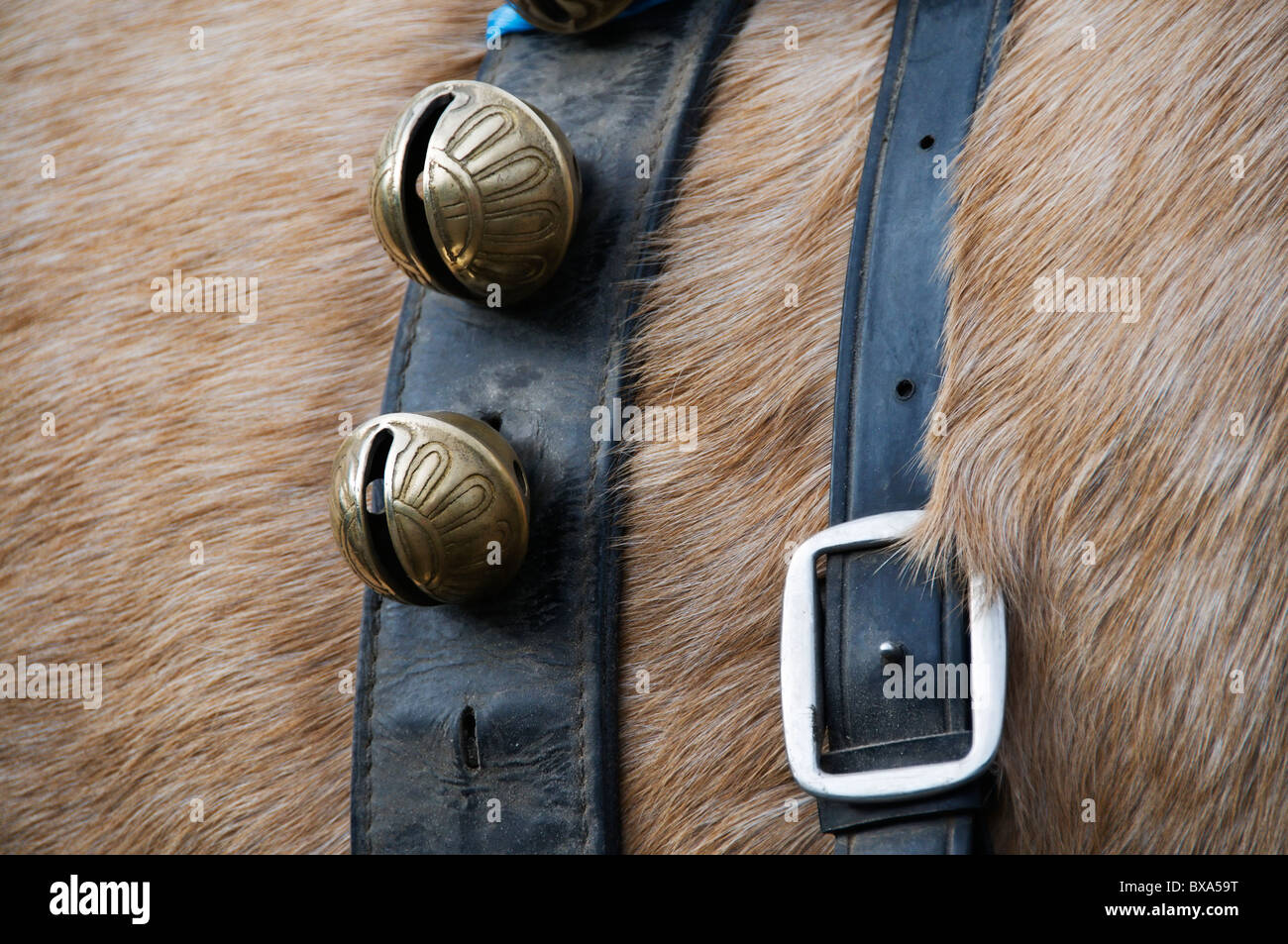 Close-up of sleigh bells on the back of a horse Stock Photo - Alamy