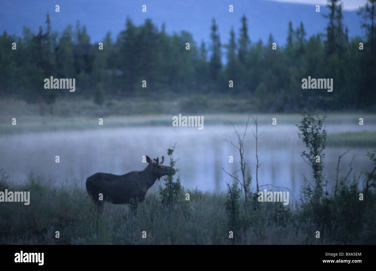 Bull moose early in the morning hi-res stock photography and images - Alamy