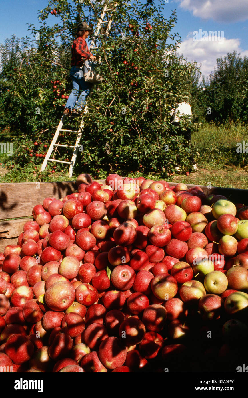 ROME APPLE HARVEST / PENNSYLVANIA Stock Photo - Alamy