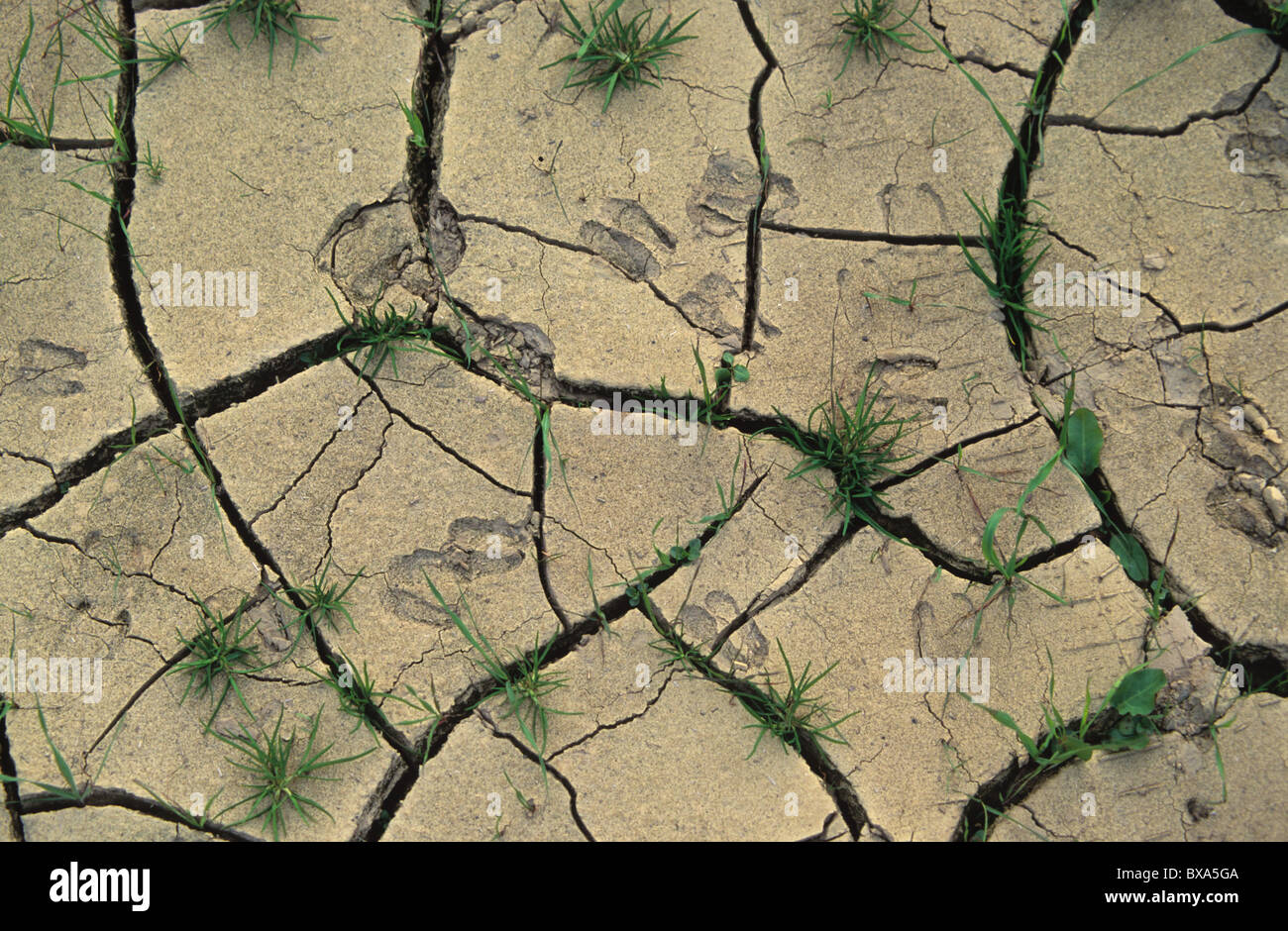 Animal tracks on dry soil, dry soil, animal tracks Stock Photo - Alamy