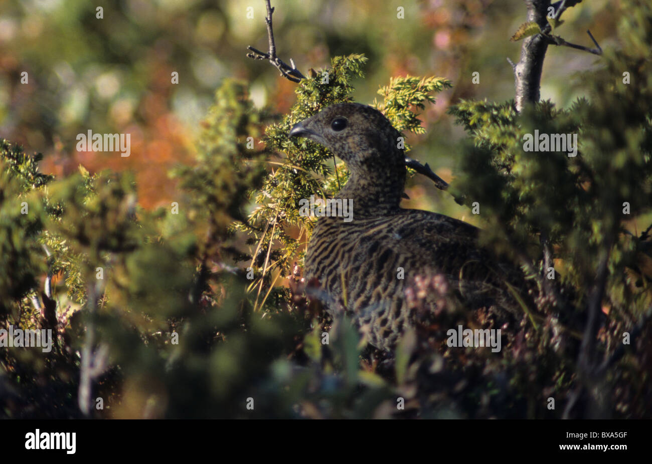 Grouse in dense vegetation Stock Photo - Alamy