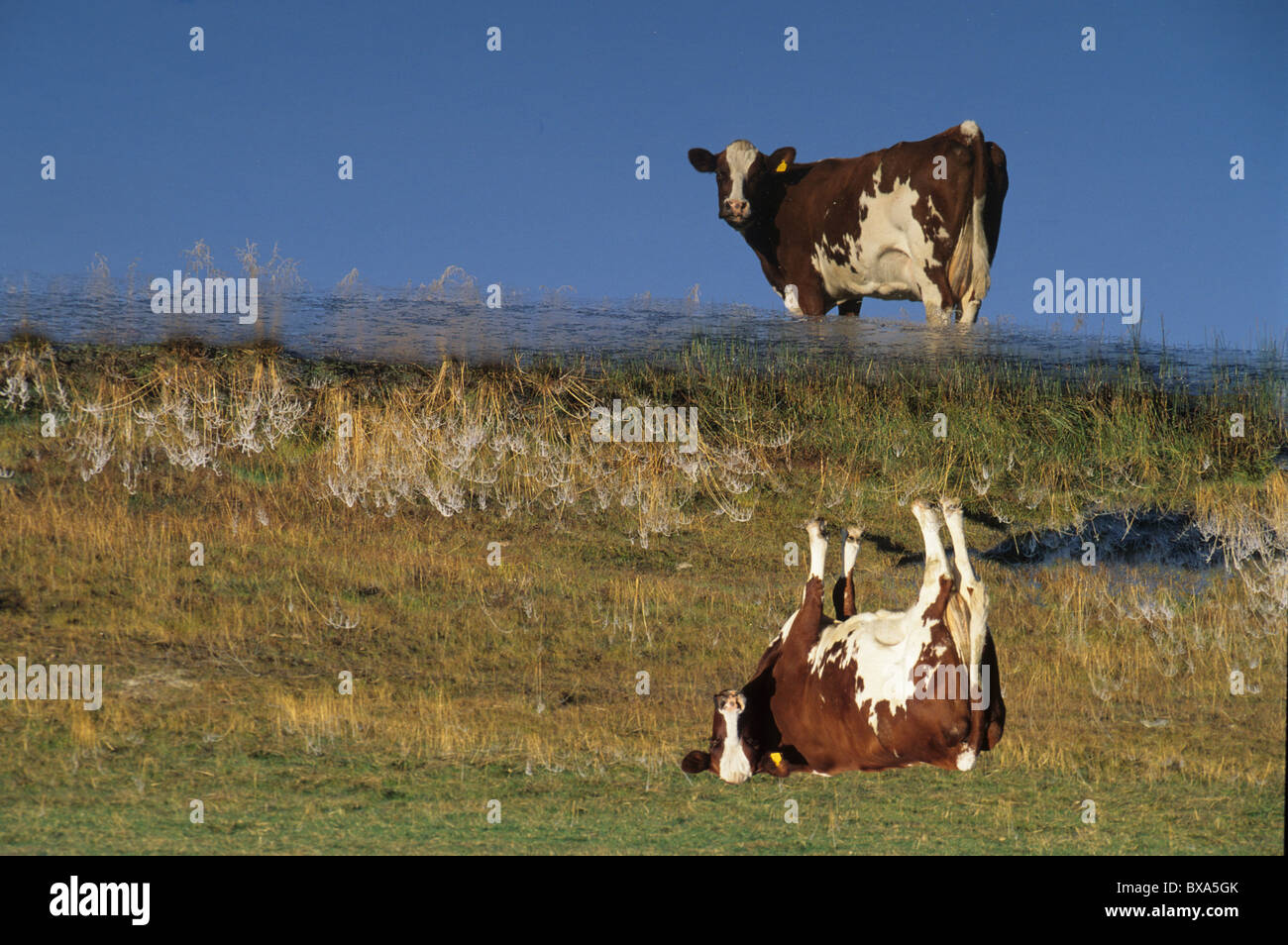 Upside down cow hi-res stock photography and images - Alamy