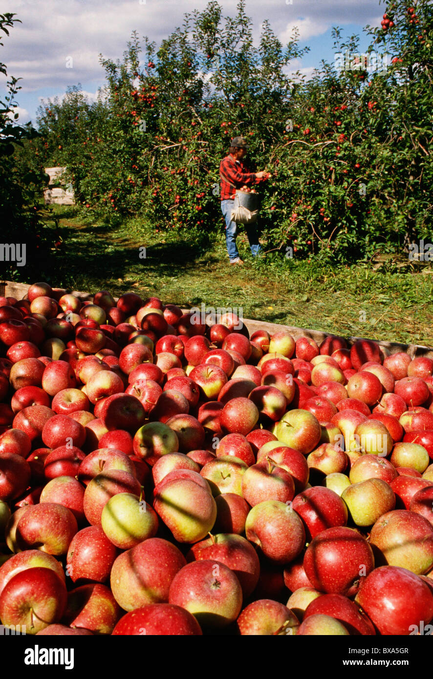 ROME APPLE HARVEST / PENNSYLVANIA Stock Photo - Alamy
