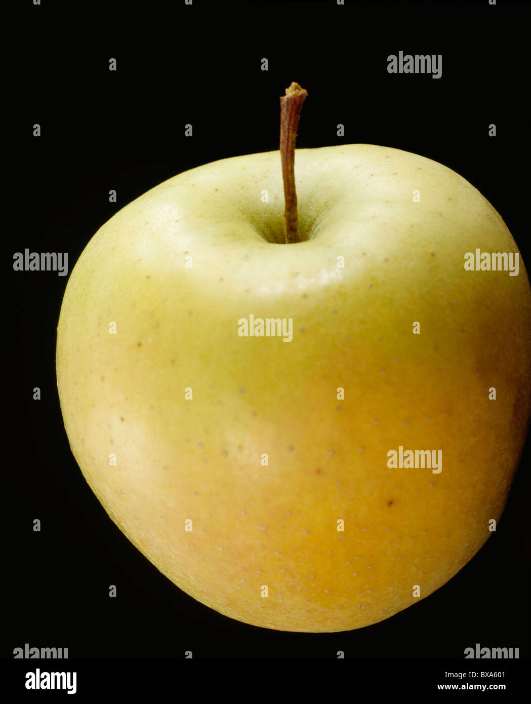 GOLDEN DELICIOUS / STUDIO Stock Photo - Alamy