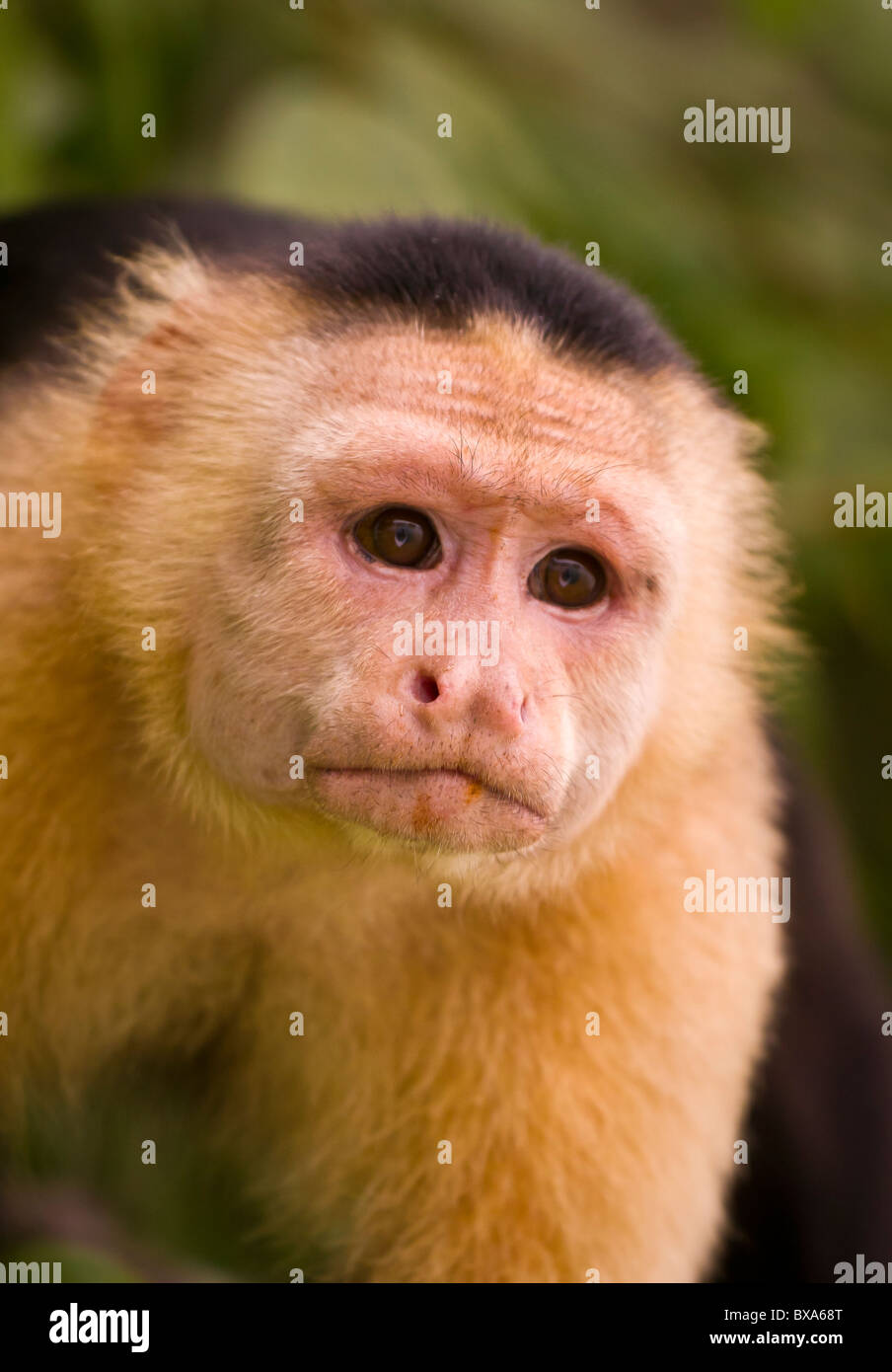 PANAMA - Capuchin Monkey, Cebus capucinus, in Soberania National Park ...