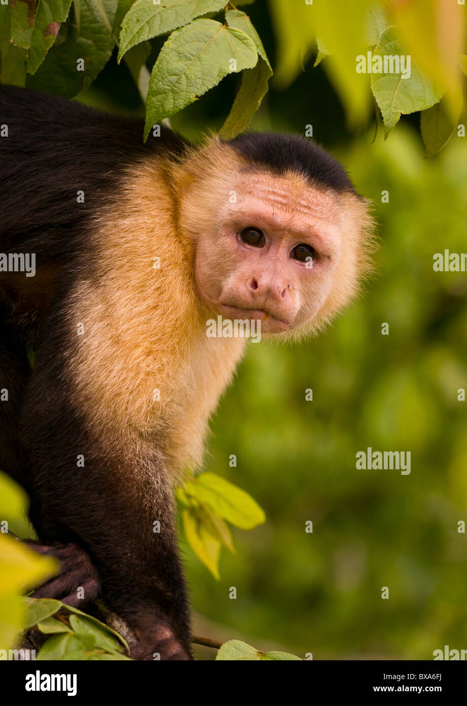 PANAMA - Capuchin Monkey, Cebus capucinus, in Soberania National Park ...
