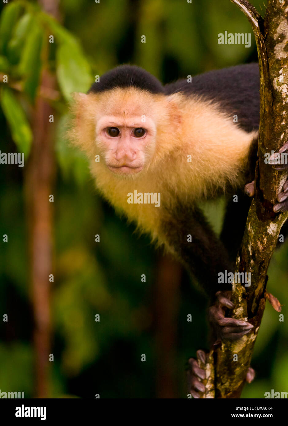 PANAMA - Capuchin Monkey, Cebus capucinus, in Soberania National Park ...