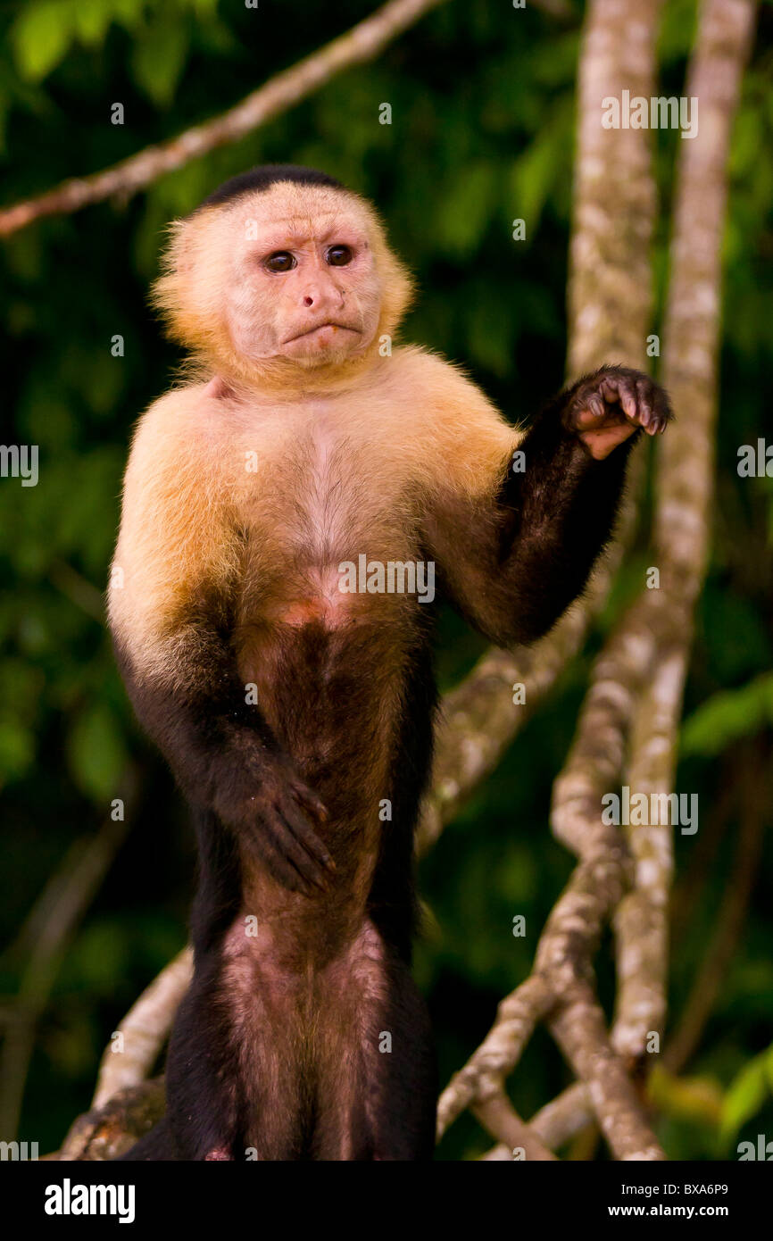 Capuchin Monkey Standing Up