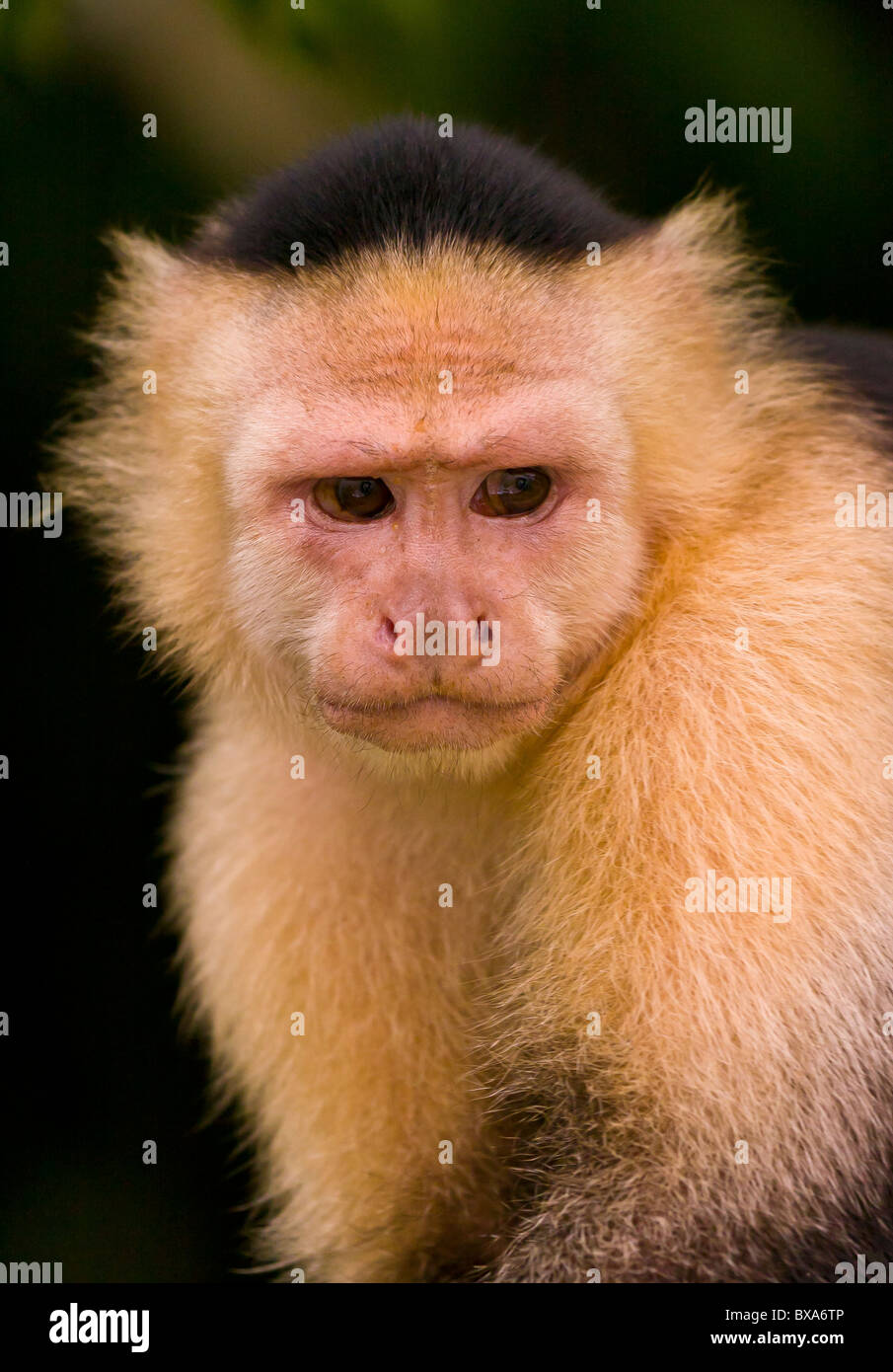 PANAMA - Capuchin Monkey, Cebus capucinus, in Soberania National Park ...