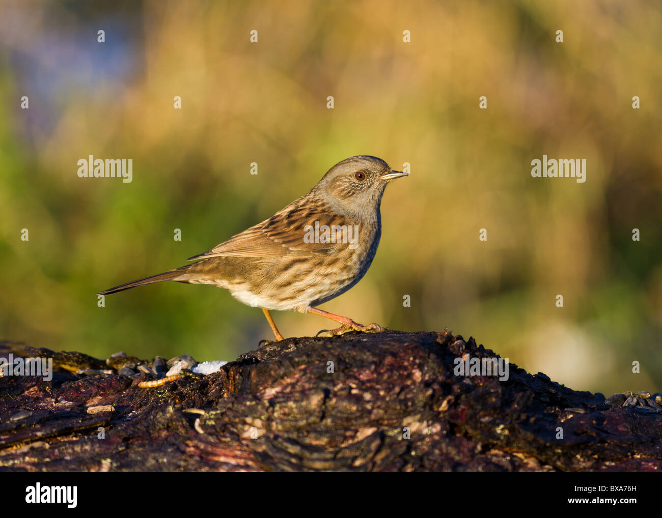 Dunnock ( Prunella modularis Stock Photo - Alamy