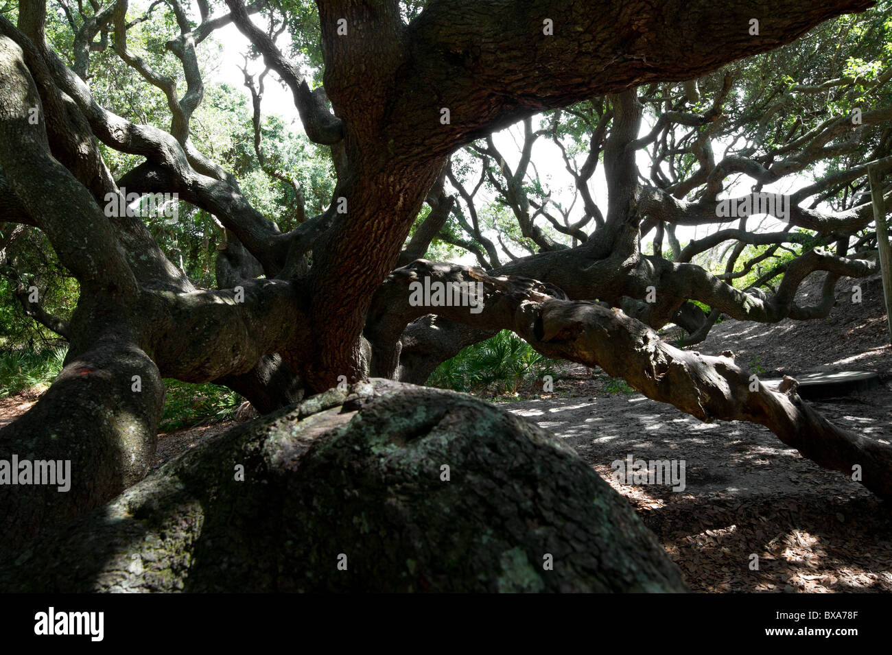 Labyrinth like tree in tropical forest jungles Stock Photo - Alamy