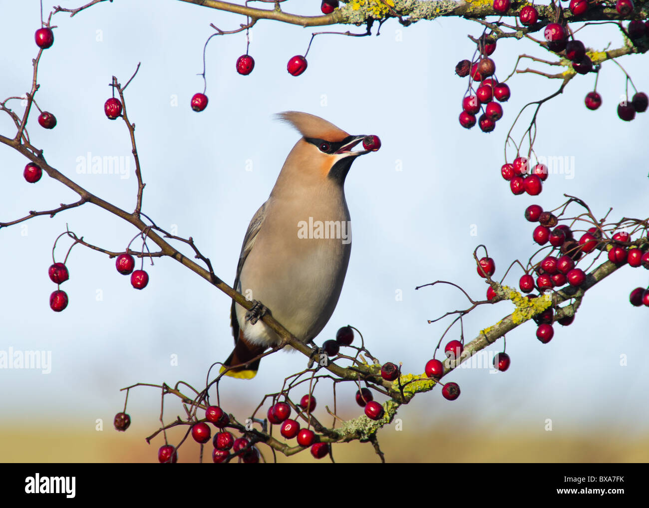 British waxwing hi-res stock photography and images - Alamy