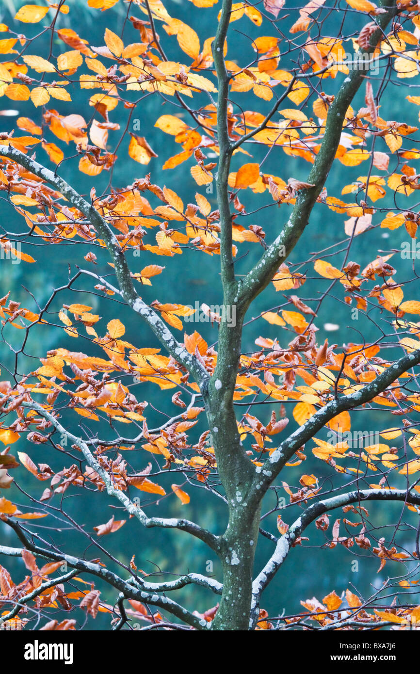 Fall foliage beech tree hi-res stock photography and images - Alamy