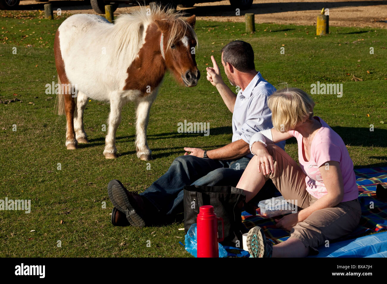Family pony hi-res stock photography and images - Alamy