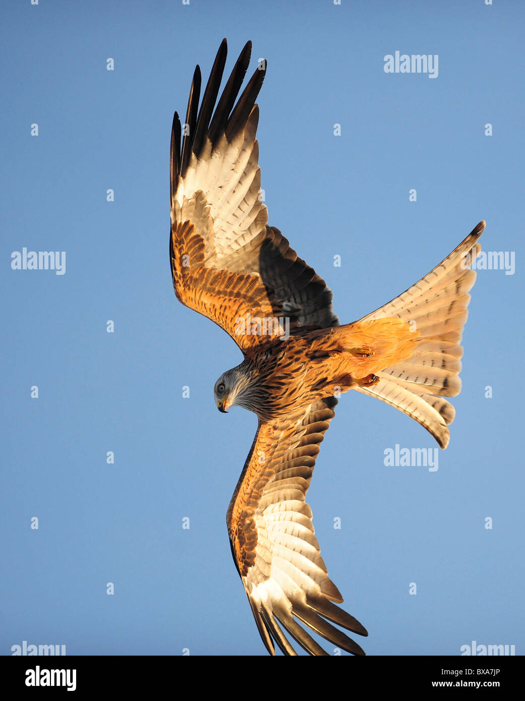 Red kite in flight mid wales Stock Photo - Alamy