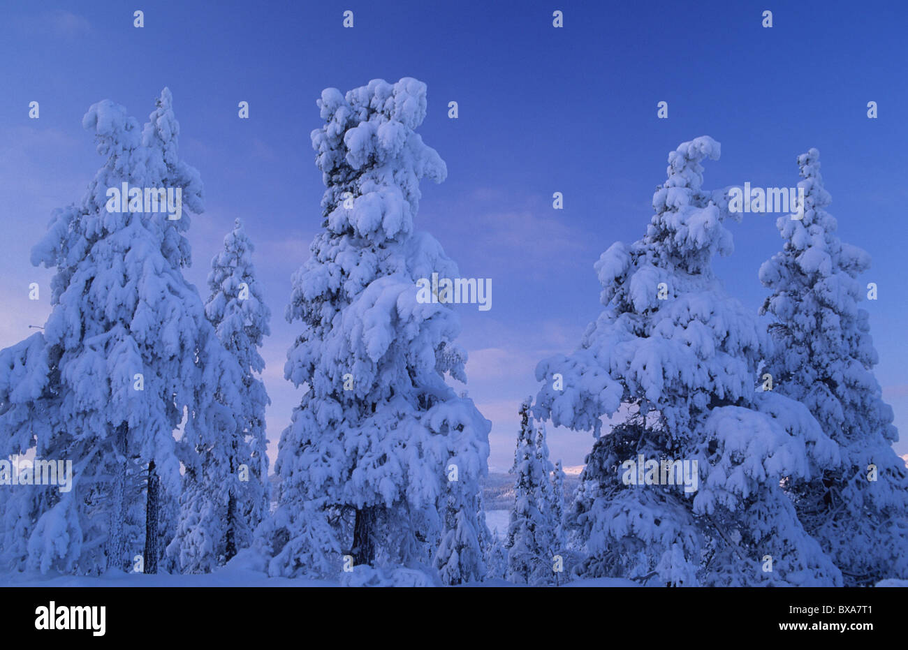 Nature, heavy snow, trees, wood, mountain, winter Stock Photo - Alamy