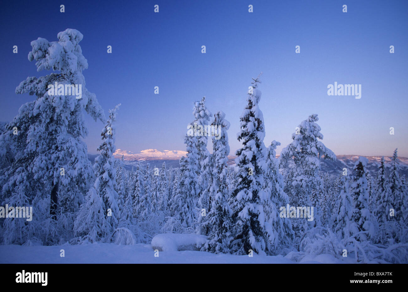 Nature, heavy snow, trees, wood, mountain, winter Stock Photo - Alamy