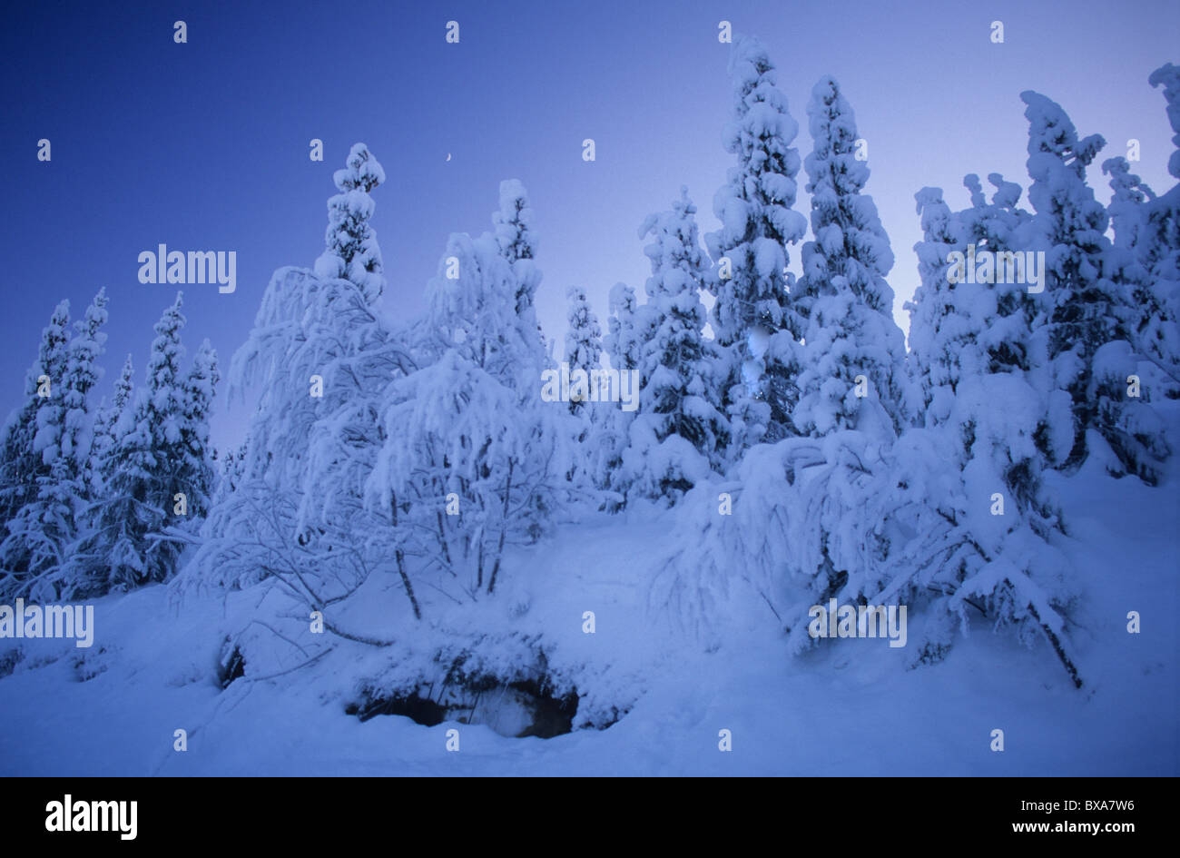 Winter, heavy snow, trees, wood, clear skies Stock Photo - Alamy