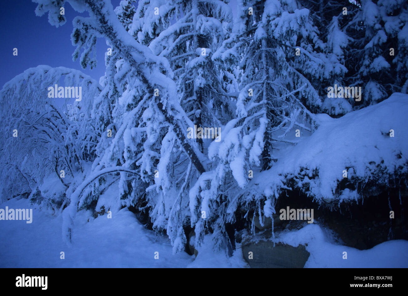 Winter, heavy snow, trees, wood, clear skies Stock Photo - Alamy