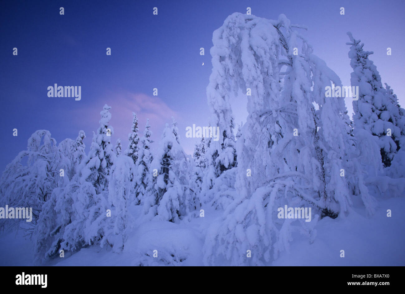 Winter, heavy snow, trees, wood, clear skies Stock Photo - Alamy