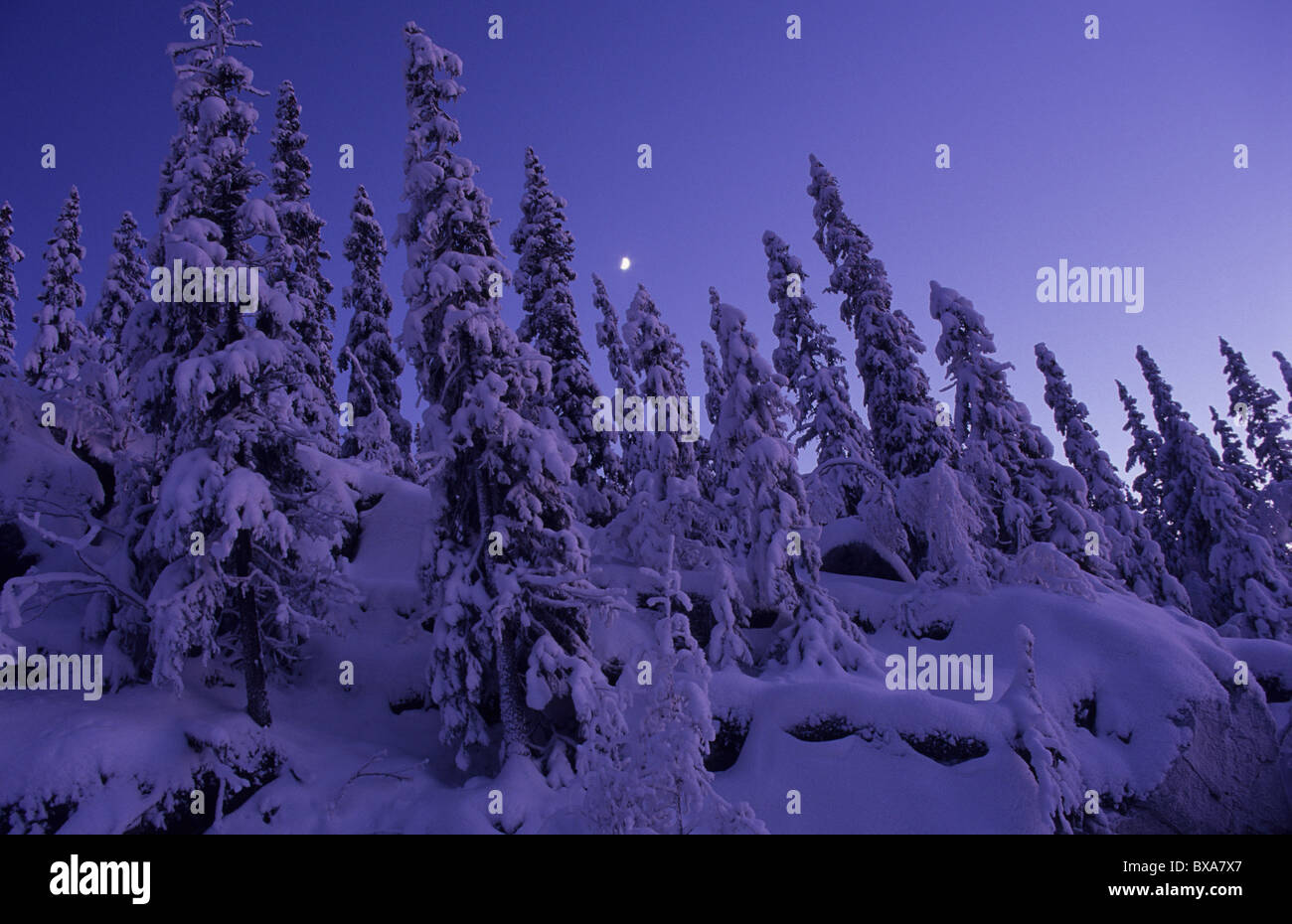 Winter, heavy snow, trees, wood, clear skies Stock Photo - Alamy