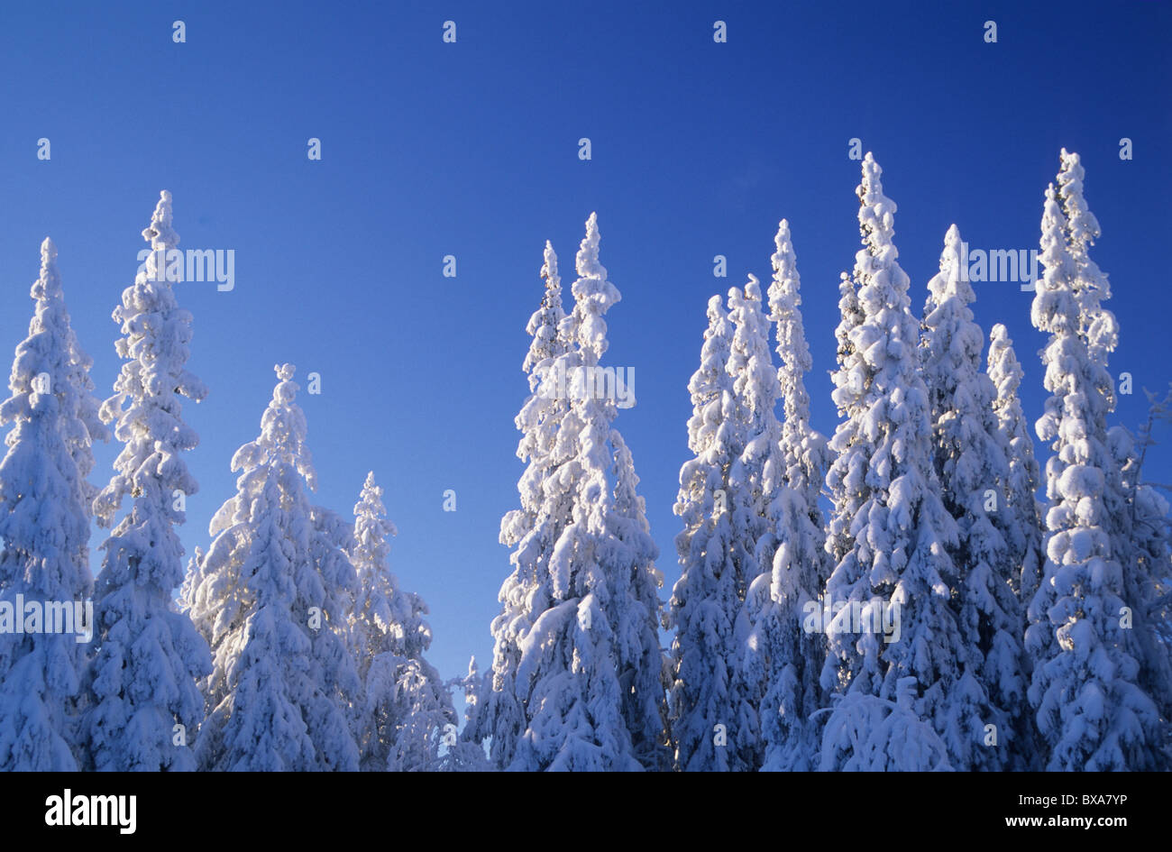 Winter, heavy snow, trees, wood, clear skies Stock Photo - Alamy