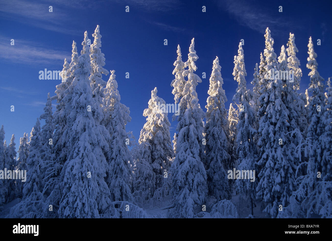 Winter, heavy snow, trees, wood, clear skies Stock Photo - Alamy