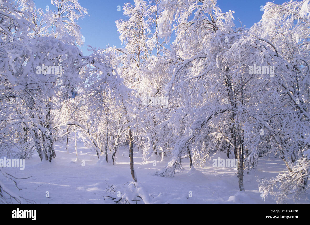 Winter, heavy snow, trees, wood, blue skies, cold Stock Photo - Alamy
