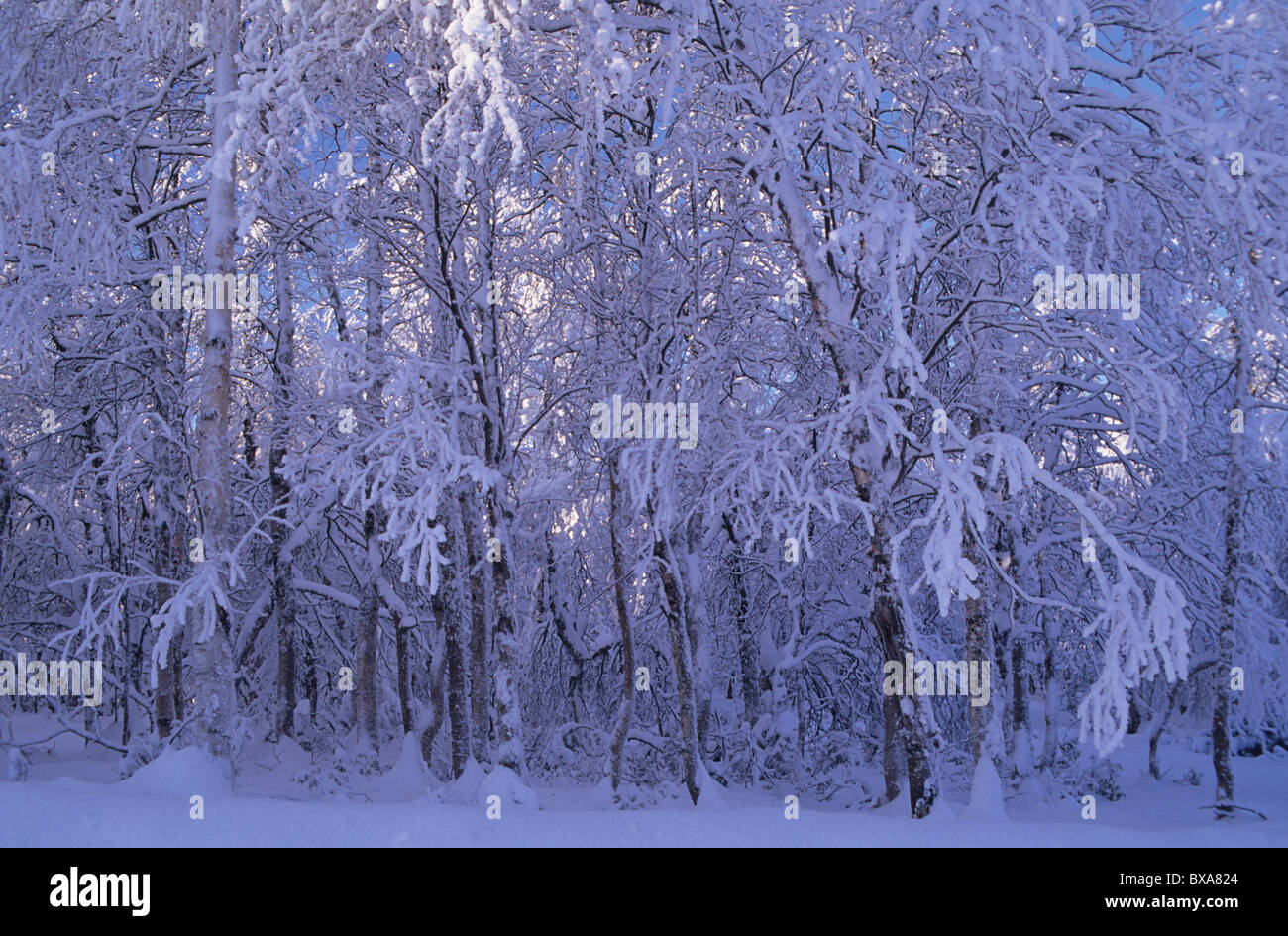 Winter, heavy snow, trees, wood, blue skies, cold Stock Photo - Alamy