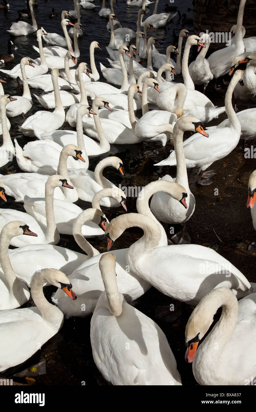 Swans thames hi-res stock photography and images - Alamy