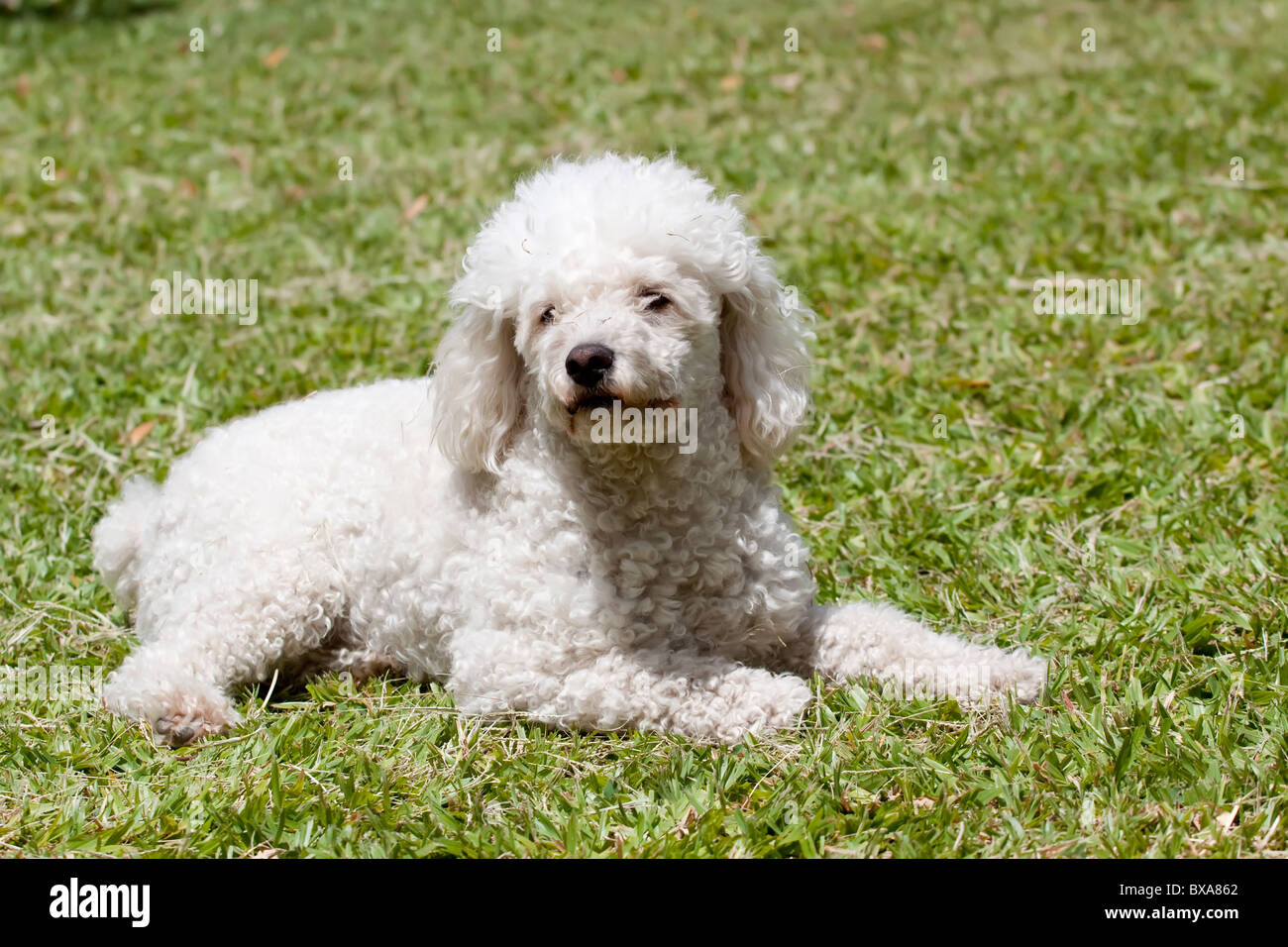 Poodle toy poodle breed hi-res stock photography and images - Alamy