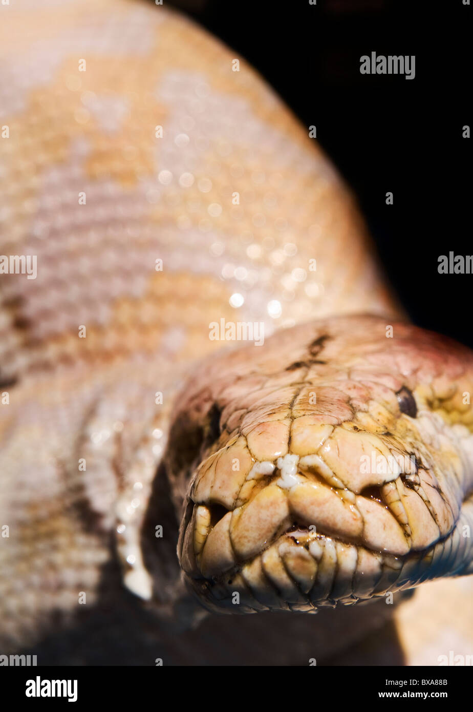 Albino snake hi-res stock photography and images - Alamy