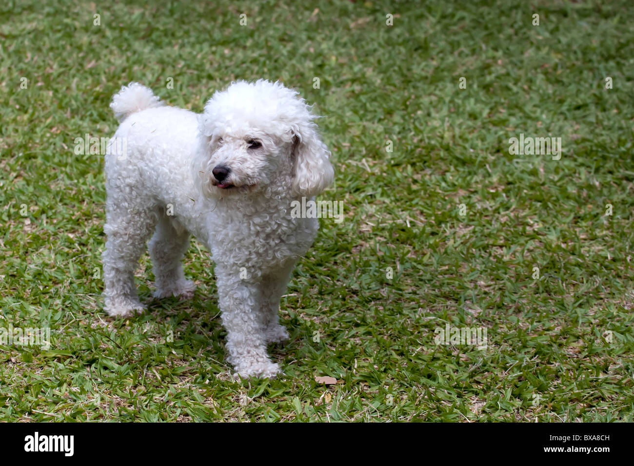 White toy poodle pet hi-res stock photography and images - Alamy