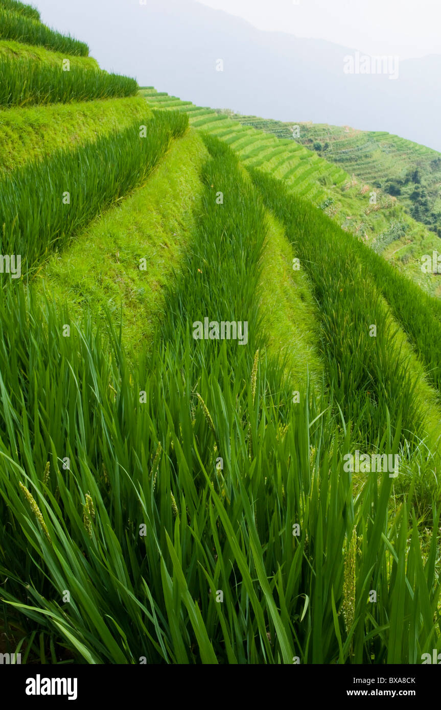 Longji (Dragon's Backbone) Terraced Rice Fields received their name ...
